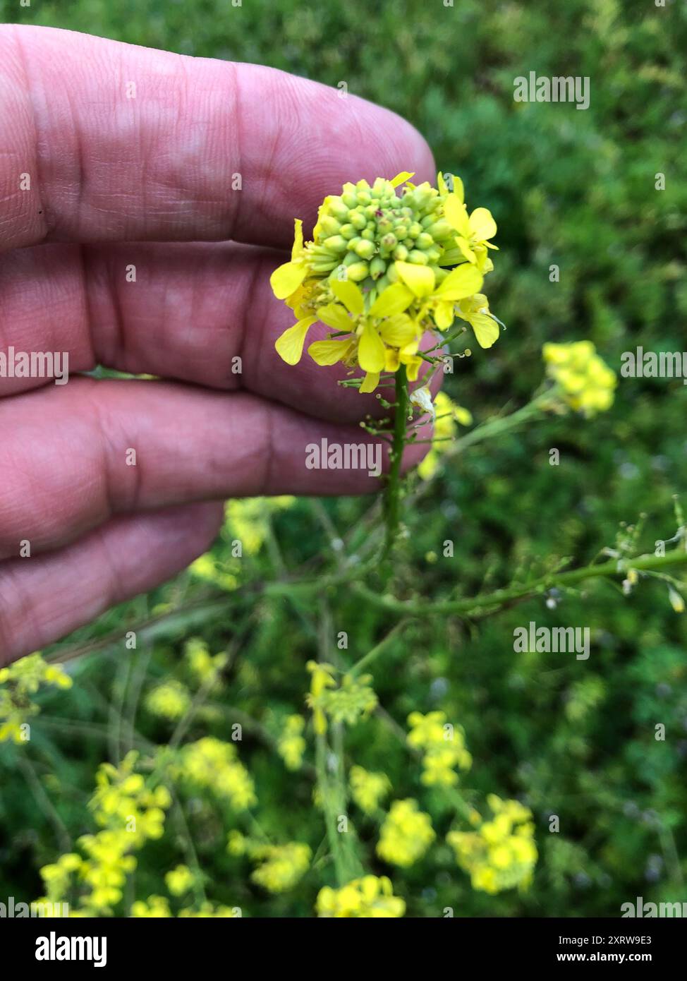 annual bastard cabbage (Rapistrum rugosum) Plantae Stock Photo - Alamy