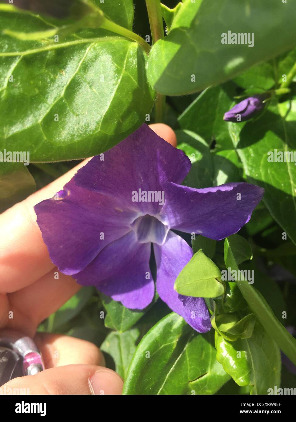 greater periwinkle (Vinca major) Plantae Stock Photo - Alamy