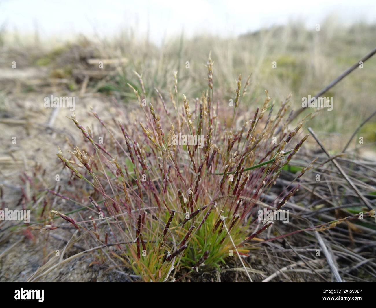Early Sand-grass (Mibora minima) Plantae Stock Photo - Alamy