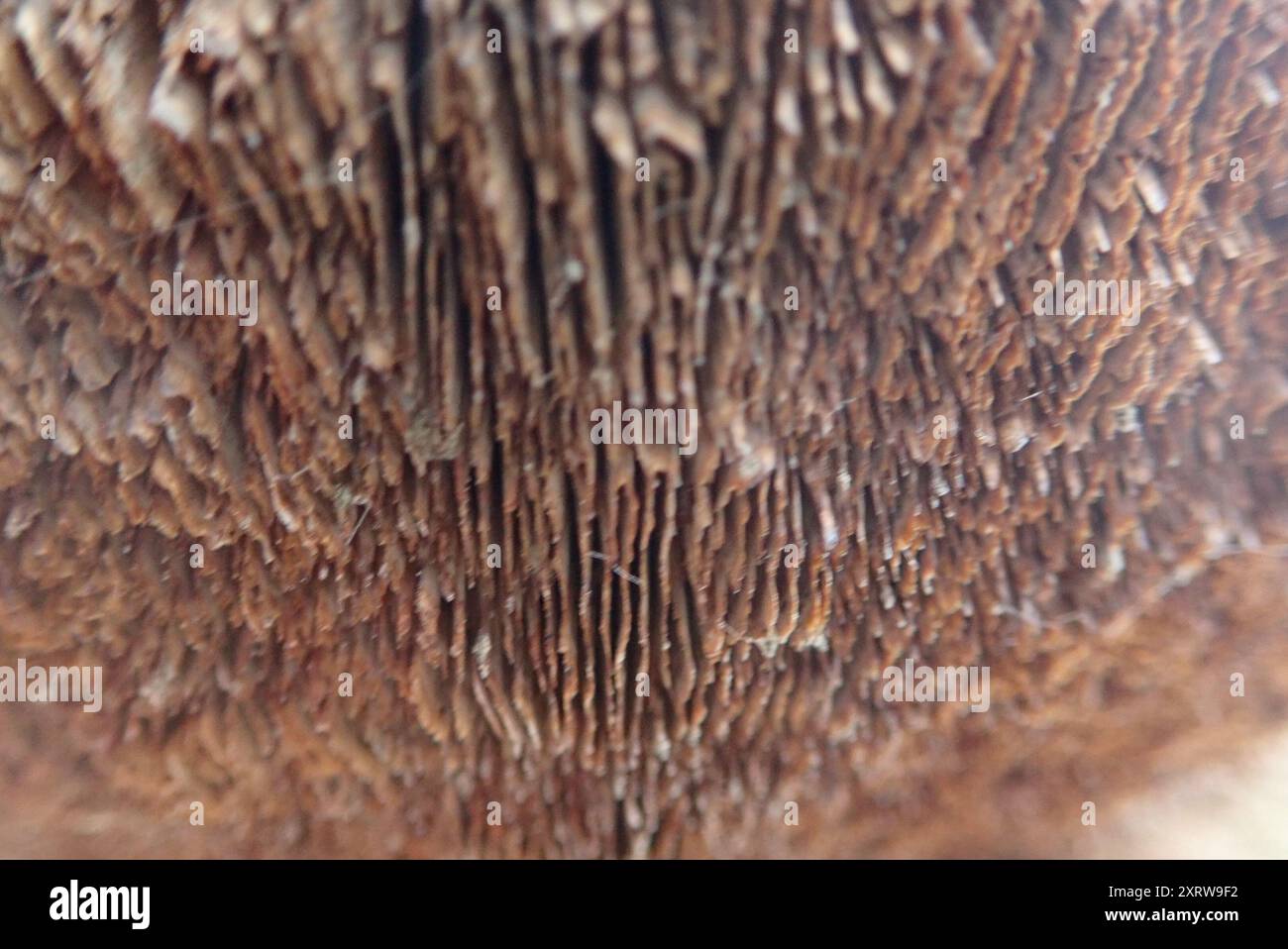 Thin-walled Maze Polypore (Daedaleopsis confragosa) Fungi Stock Photo ...