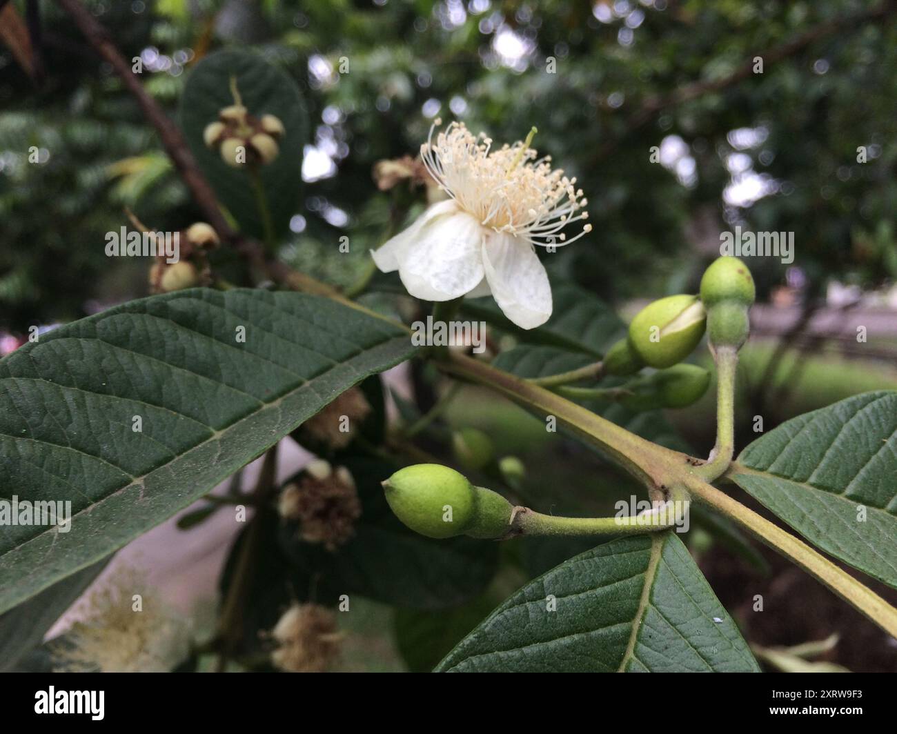 Common guava (Psidium guajava) Plantae Stock Photo - Alamy