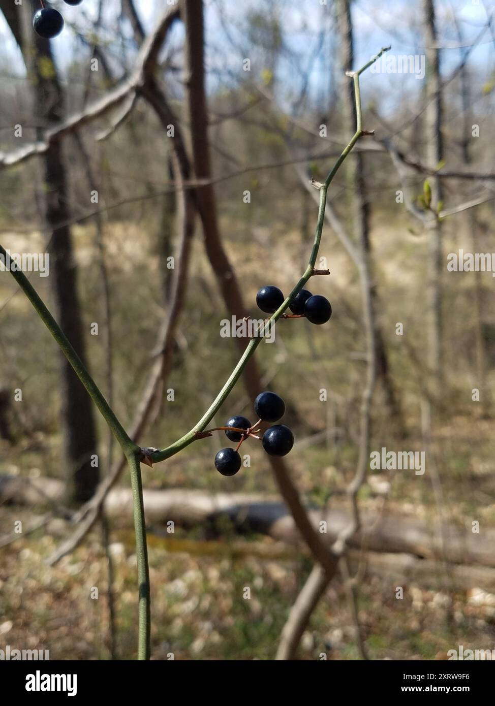 roundleaf greenbrier (Smilax rotundifolia) Plantae Stock Photo - Alamy