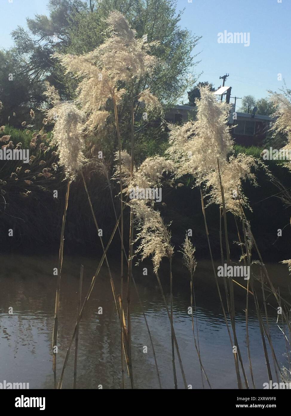 common reed (Phragmites australis) Plantae Stock Photo - Alamy