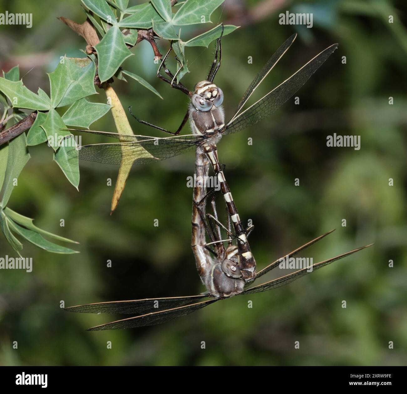 Stream Cruiser (Didymops transversa) Insecta Stock Photo - Alamy