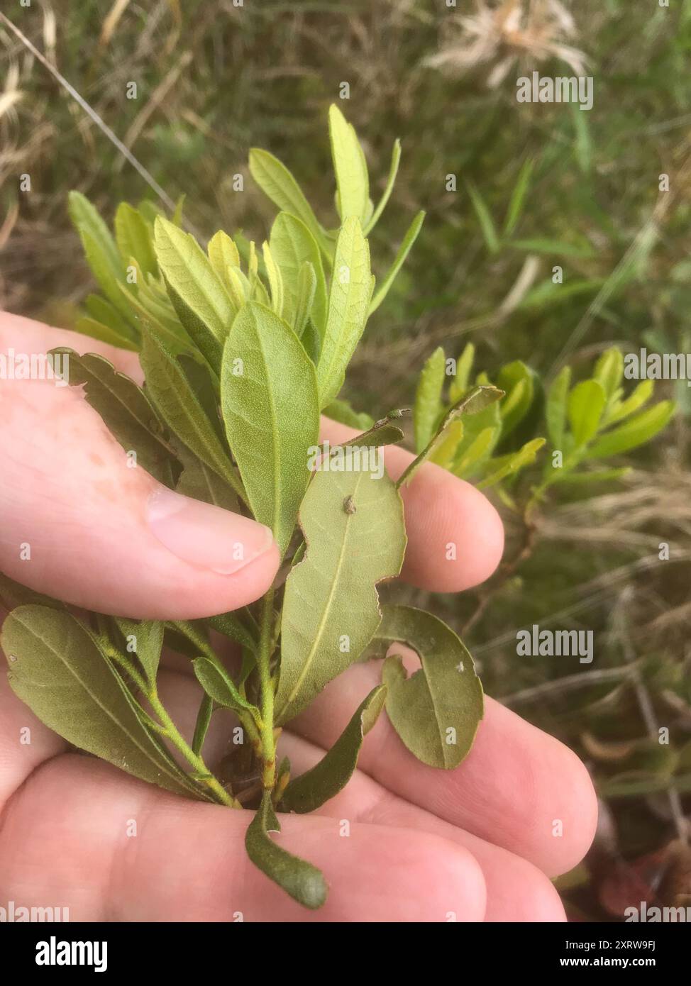 southern bayberry (Morella caroliniensis) Plantae Stock Photo - Alamy