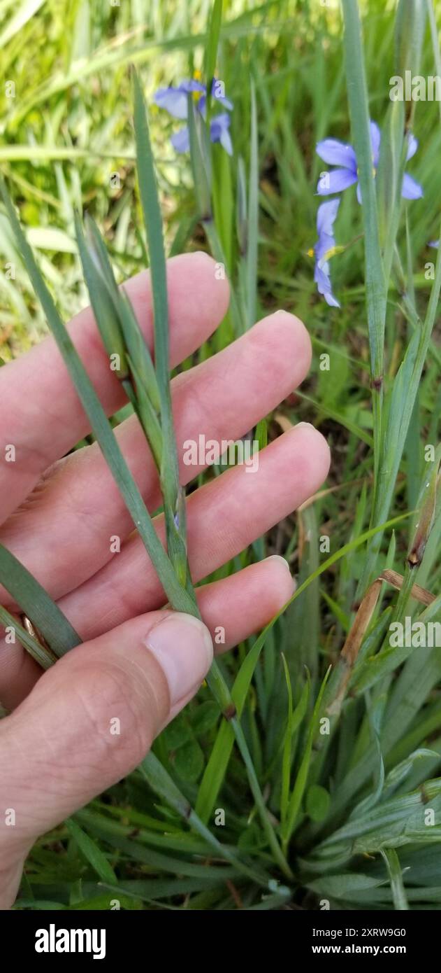 blue-eyed grasses (Sisyrinchium) Plantae Stock Photo - Alamy