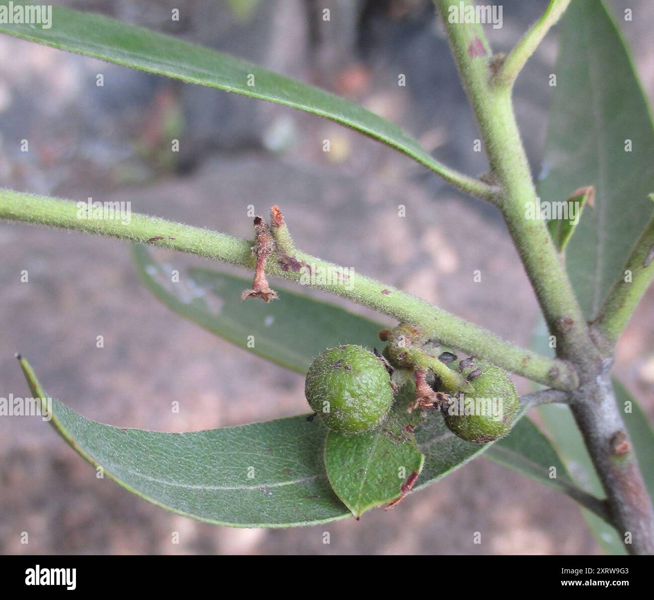 Bushveld Hairy Guarri (Euclea natalensis angustifolia) Plantae Stock ...