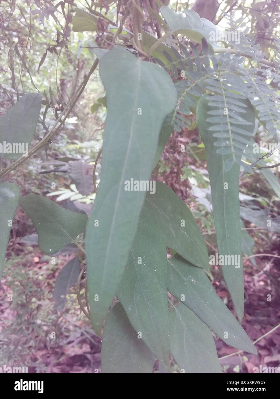 skunk vine (Paederia foetida) Plantae Stock Photo - Alamy