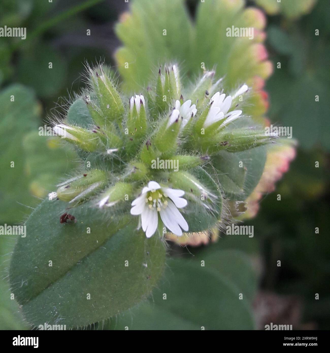 Sticky mouse-ear chickweed (Cerastium glomeratum) Plantae Stock Photo ...