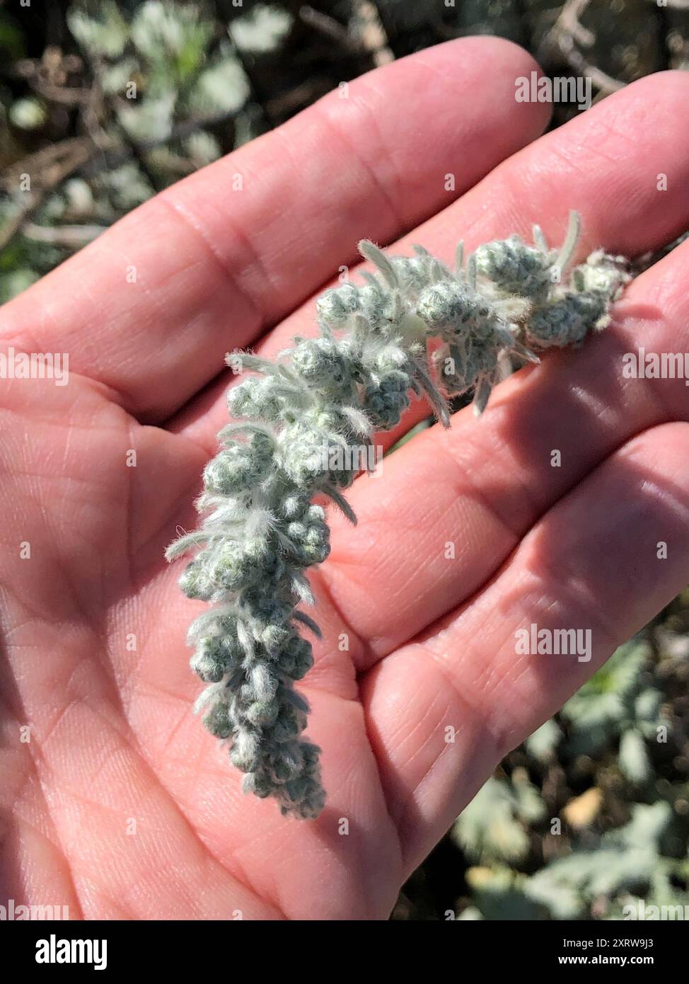 coastal sagewort (Artemisia pycnocephala) Plantae Stock Photo - Alamy