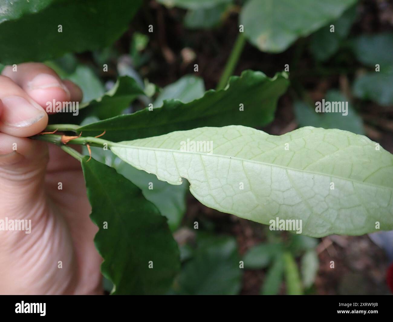 (Ficus formosana) Plantae Stock Photo - Alamy