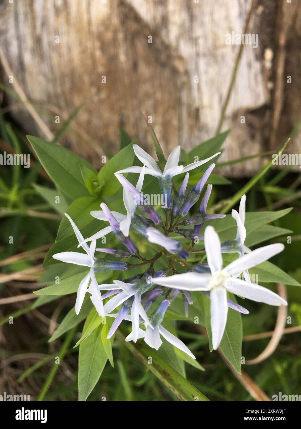 eastern bluestar (Amsonia tabernaemontana) Plantae Stock Photo - Alamy