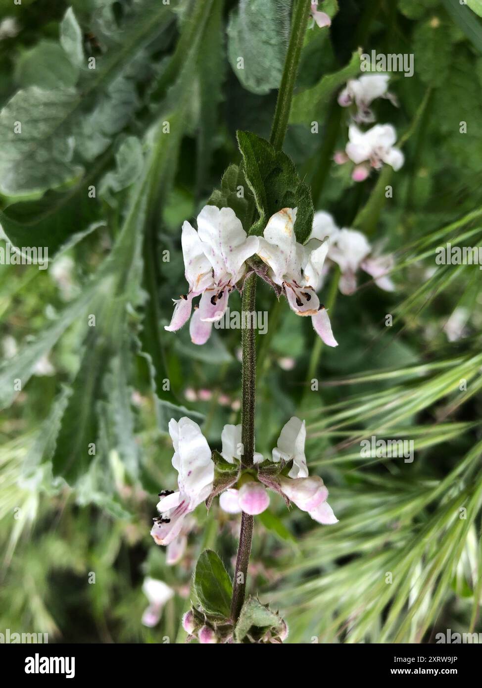 Bugle Hedgenettle (Stachys ajugoides) Plantae Stock Photo - Alamy