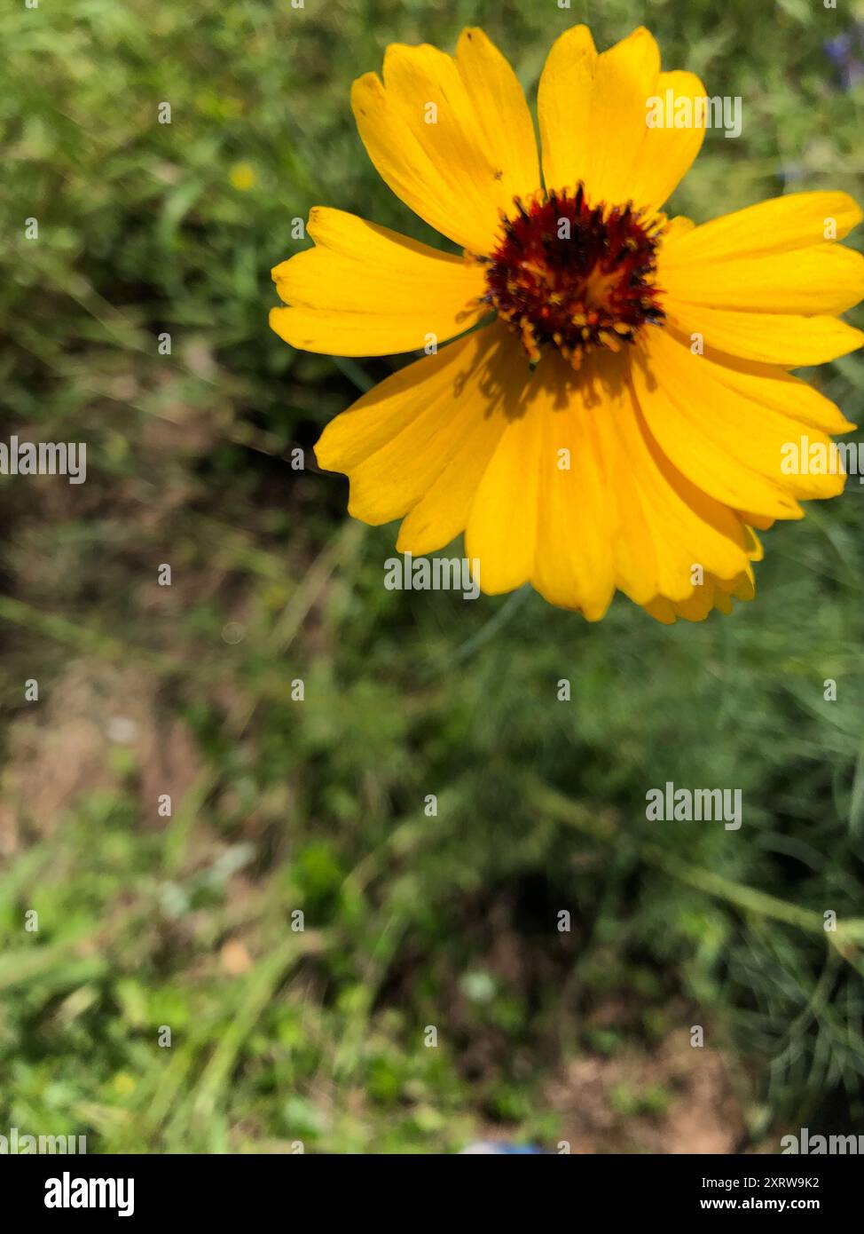 stiff greenthread (Thelesperma filifolium) Plantae Stock Photo - Alamy