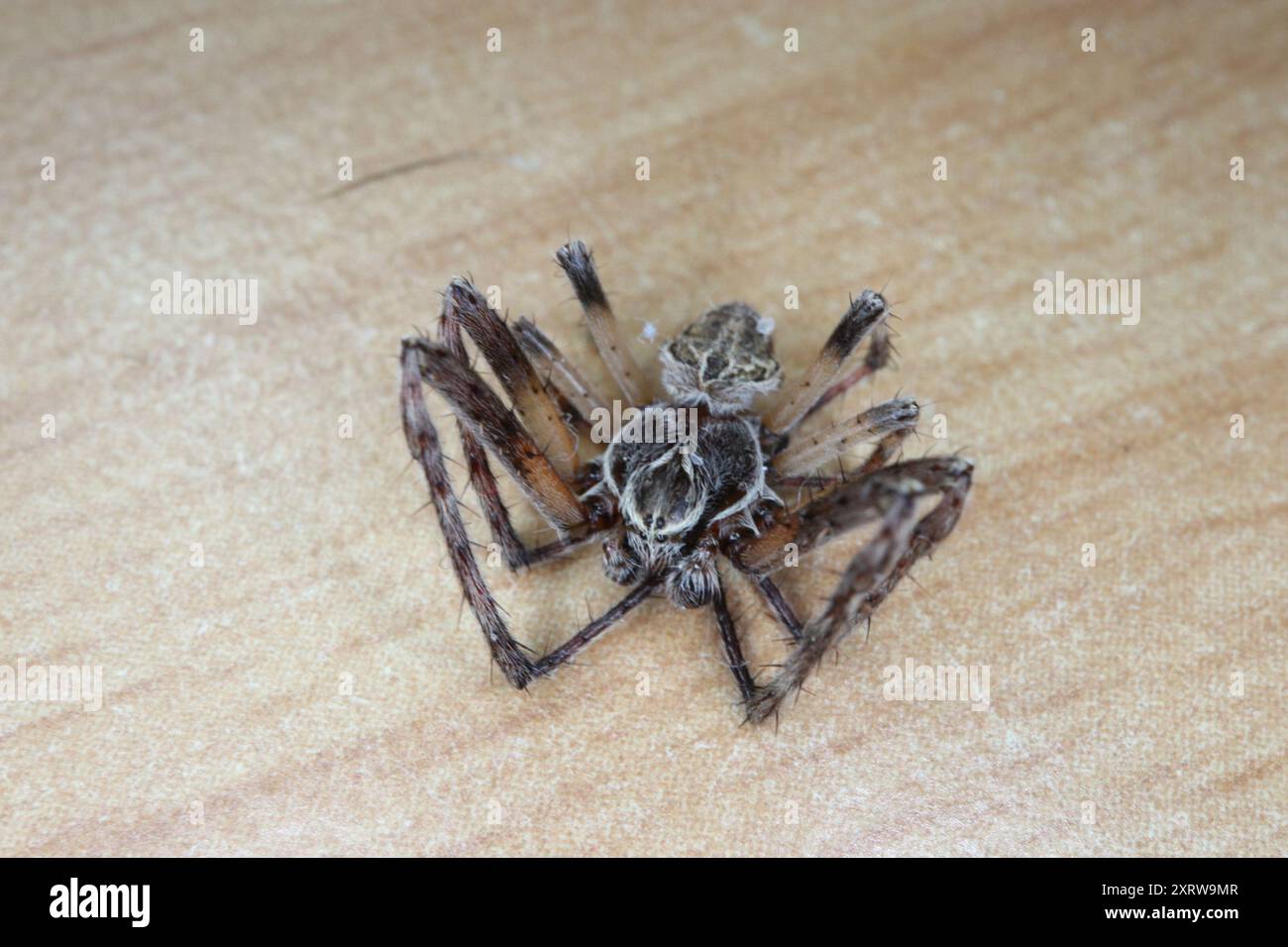 Grey Cross Spider (Larinioides sclopetarius) Arachnida Stock Photo - Alamy