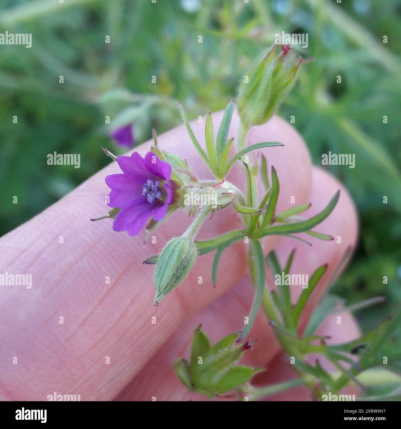 Cut-leaved crane's-bill (Geranium dissectum) Plantae Stock Photo - Alamy
