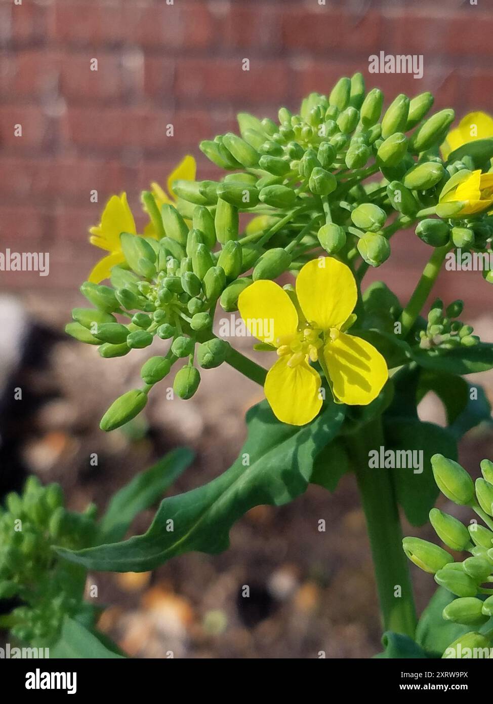 Turnip (Brassica rapa rapa) Plantae Stock Photo - Alamy