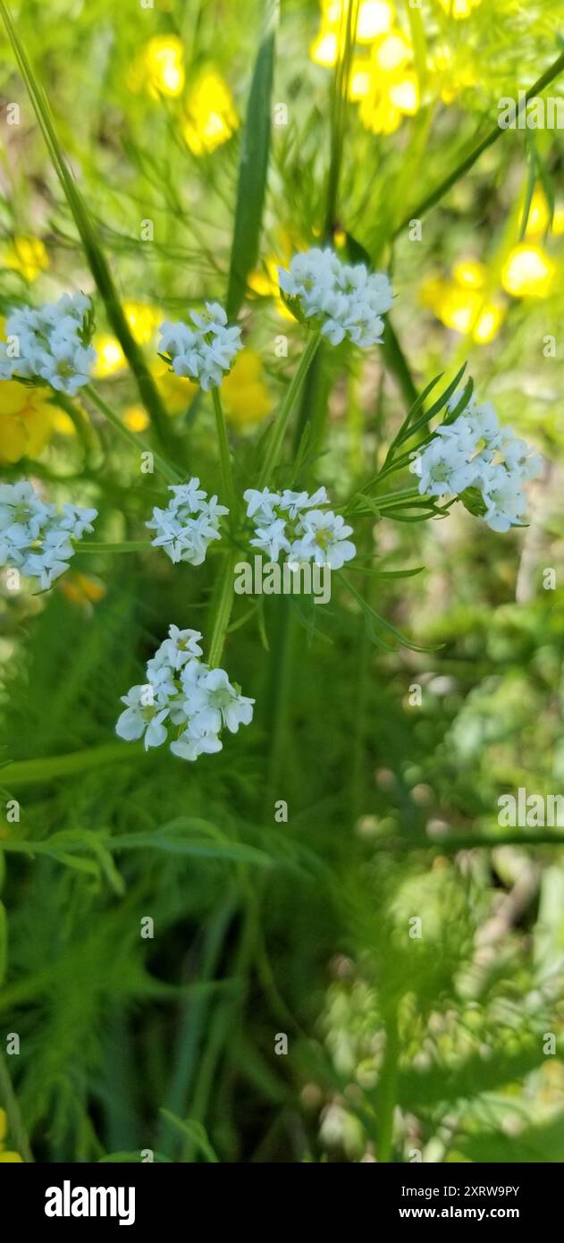 prairie bishop (Bifora americana) Plantae Stock Photo - Alamy