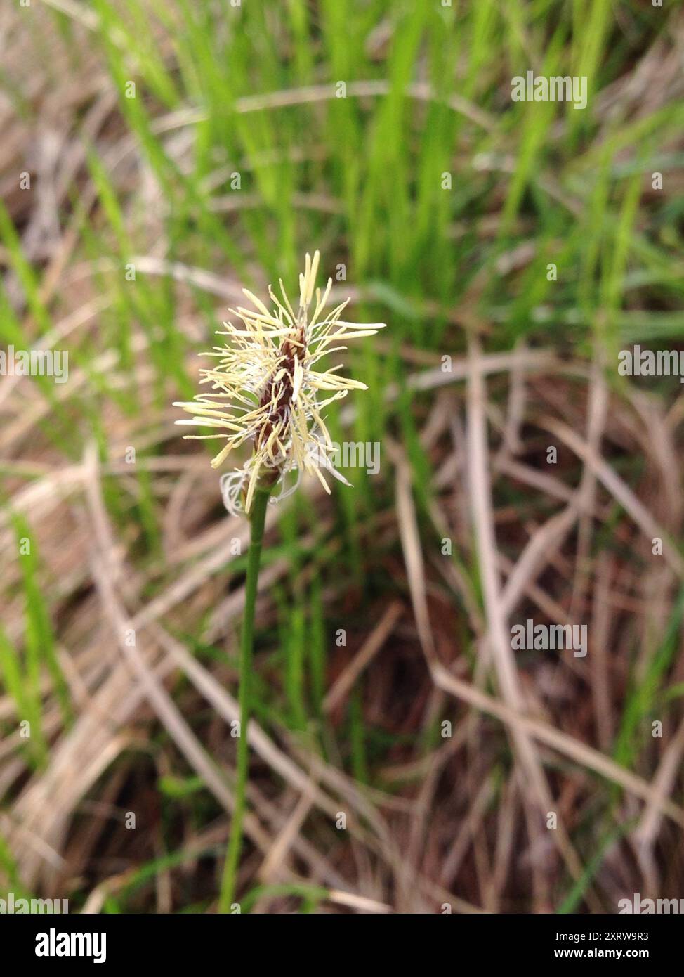 Pennsylvania sedge (Carex pensylvanica) Plantae Stock Photo - Alamy