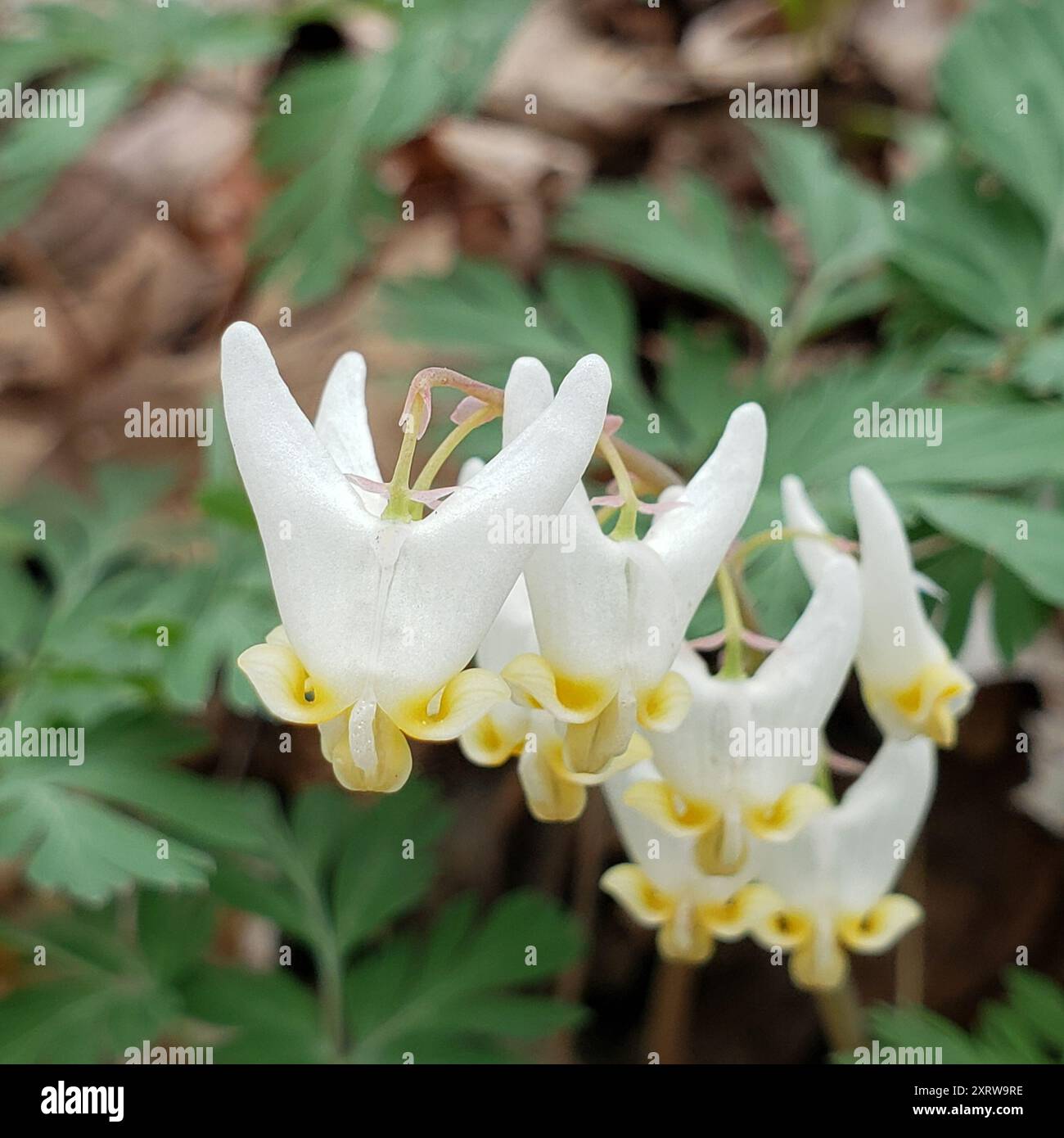 Dutchman's breeches (Dicentra cucullaria) Plantae Stock Photo - Alamy