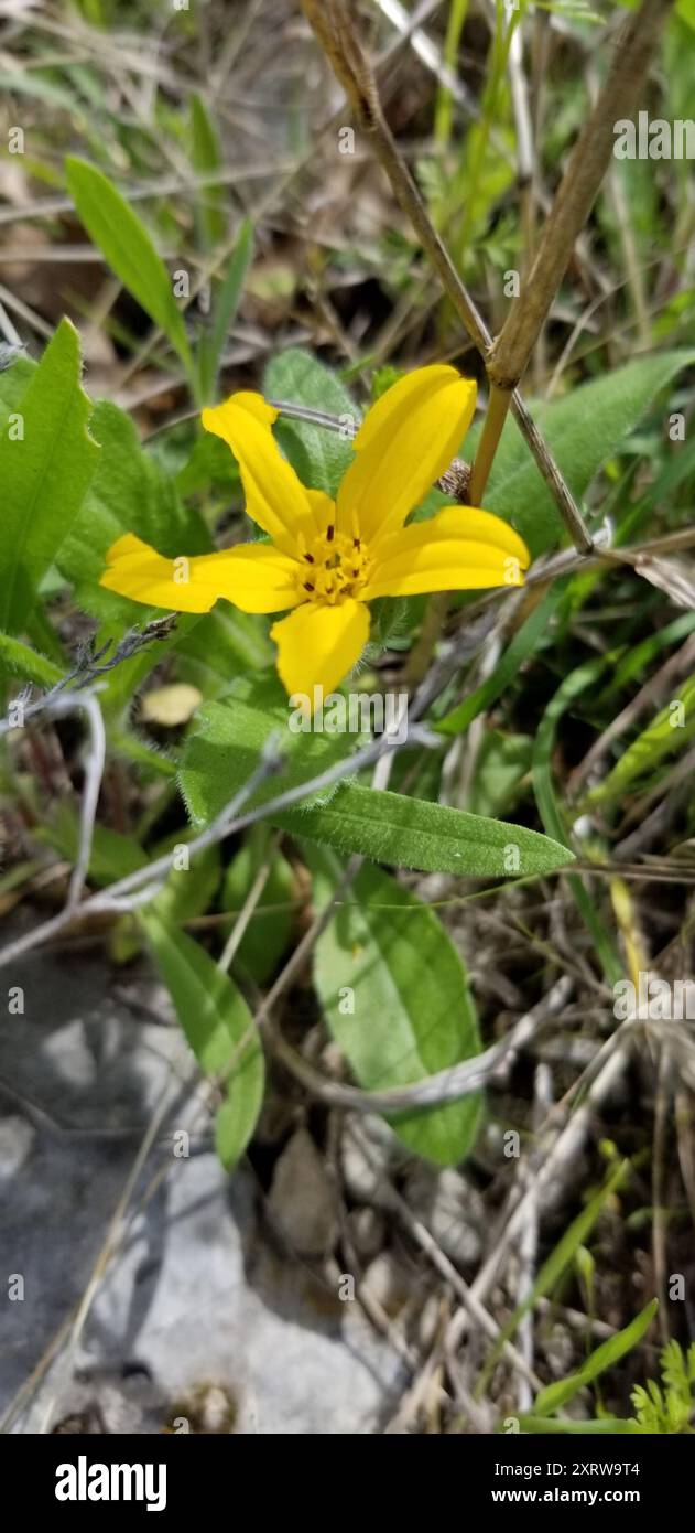 Texas yellow star (Lindheimera texana) Plantae Stock Photo - Alamy