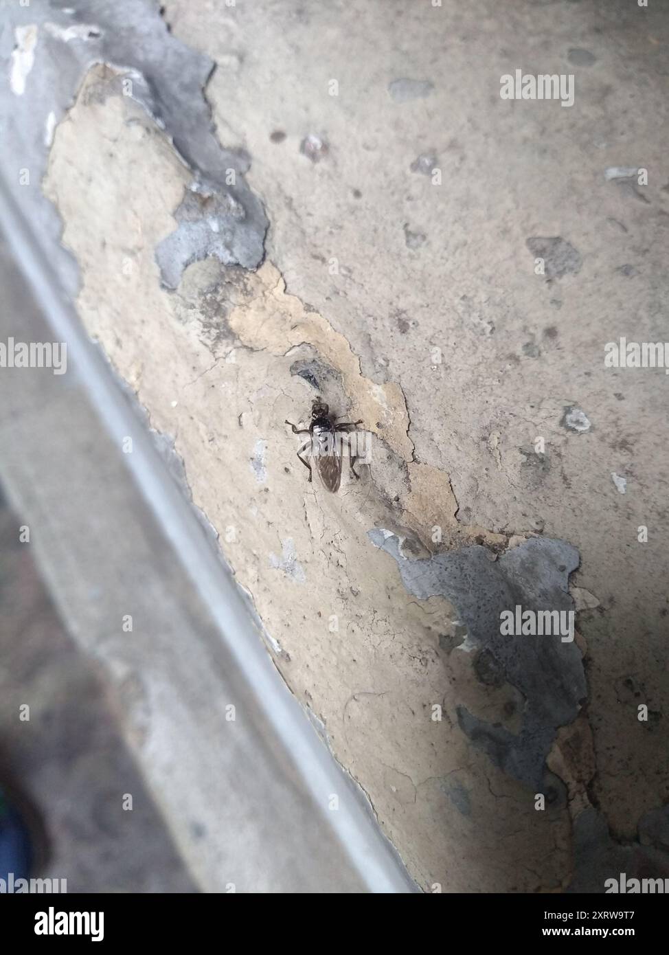 Pigeon Louse Fly (Pseudolynchia canariensis) Insecta Stock Photo - Alamy