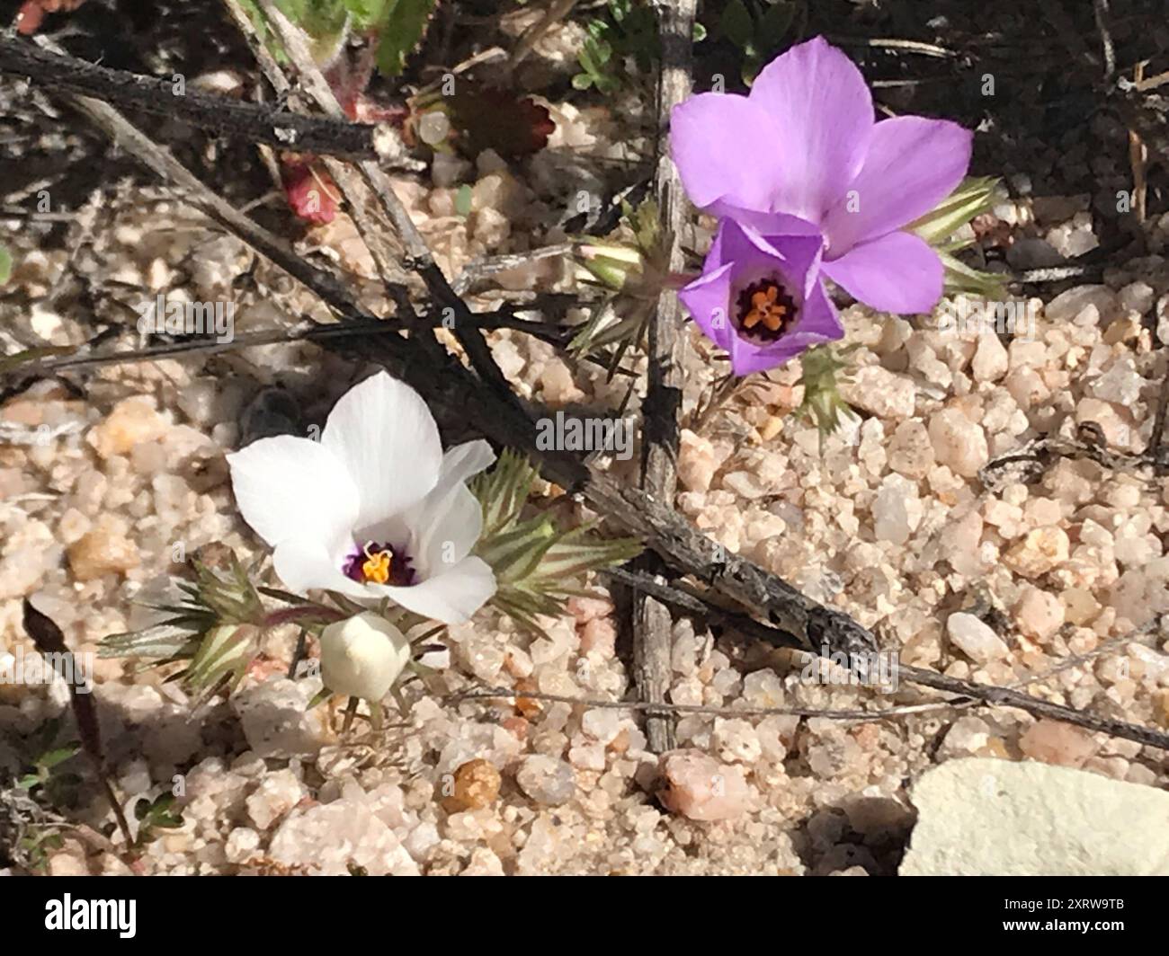 sandblossom (Linanthus parryae) Plantae Stock Photo - Alamy