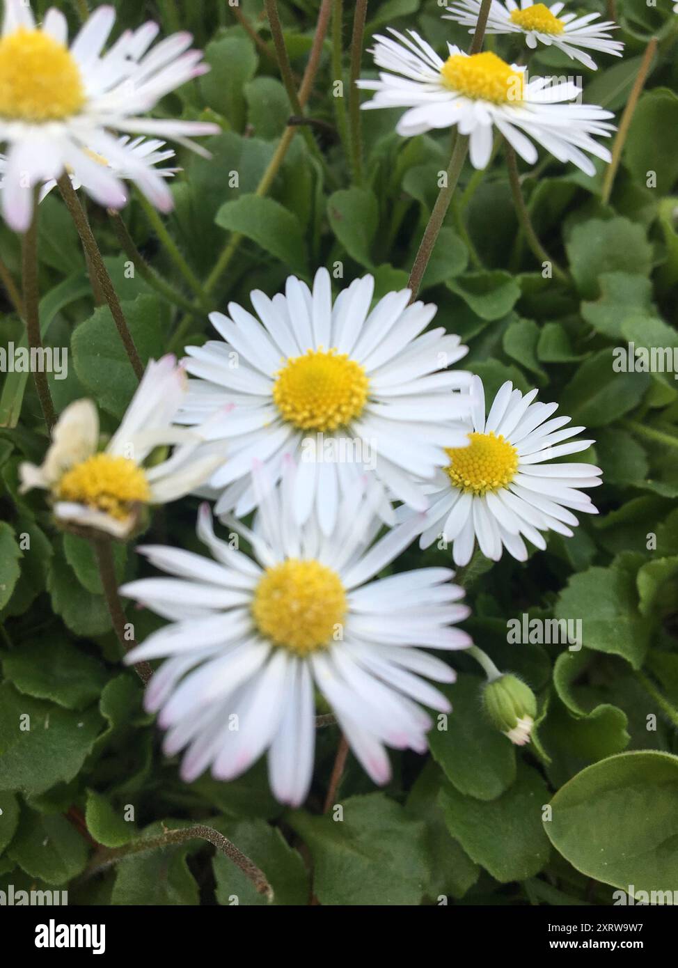 Lawn daisy (Bellis perennis) Plantae Stock Photo - Alamy