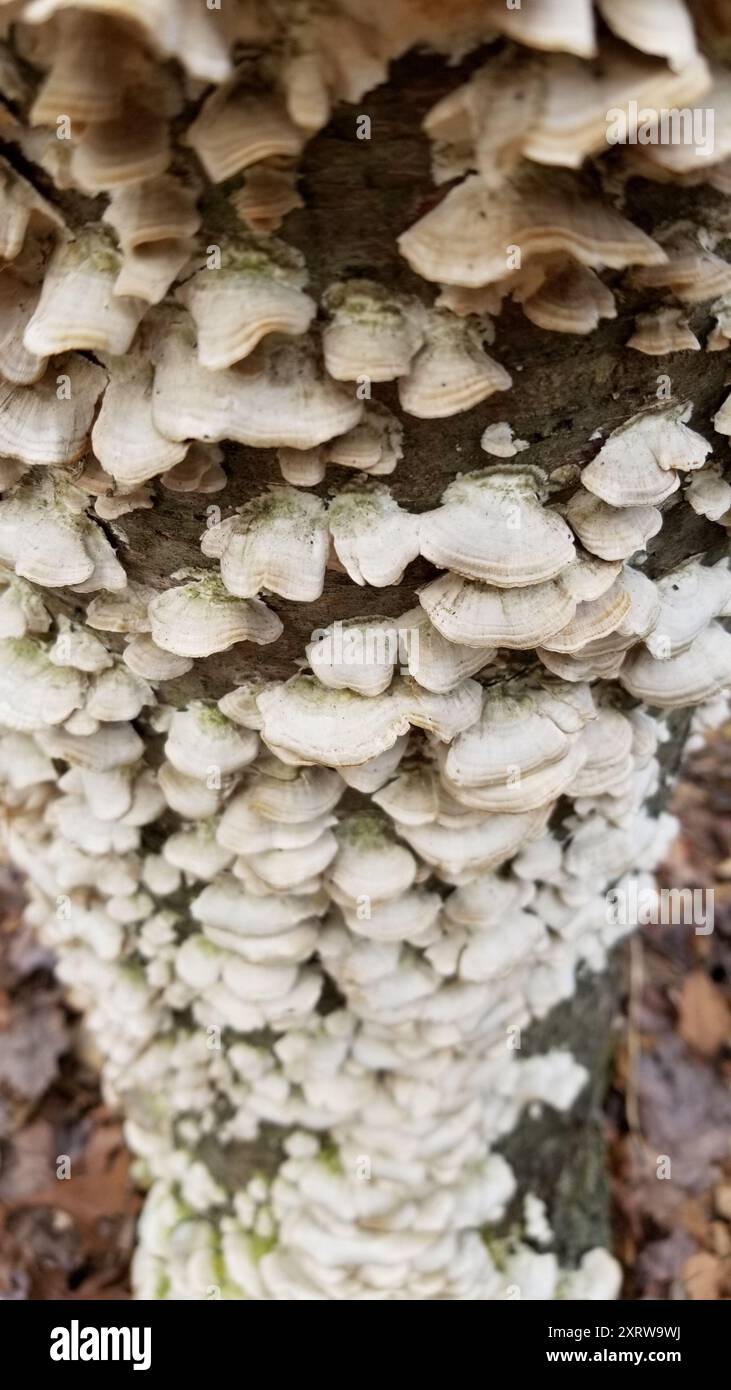 shelf fungi (Polyporales) Fungi Stock Photo - Alamy