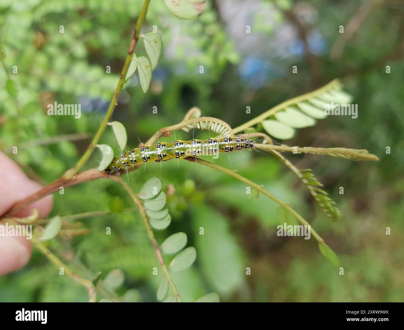 Kowhai moth (Uresiphita maorialis) Insecta Stock Photo - Alamy