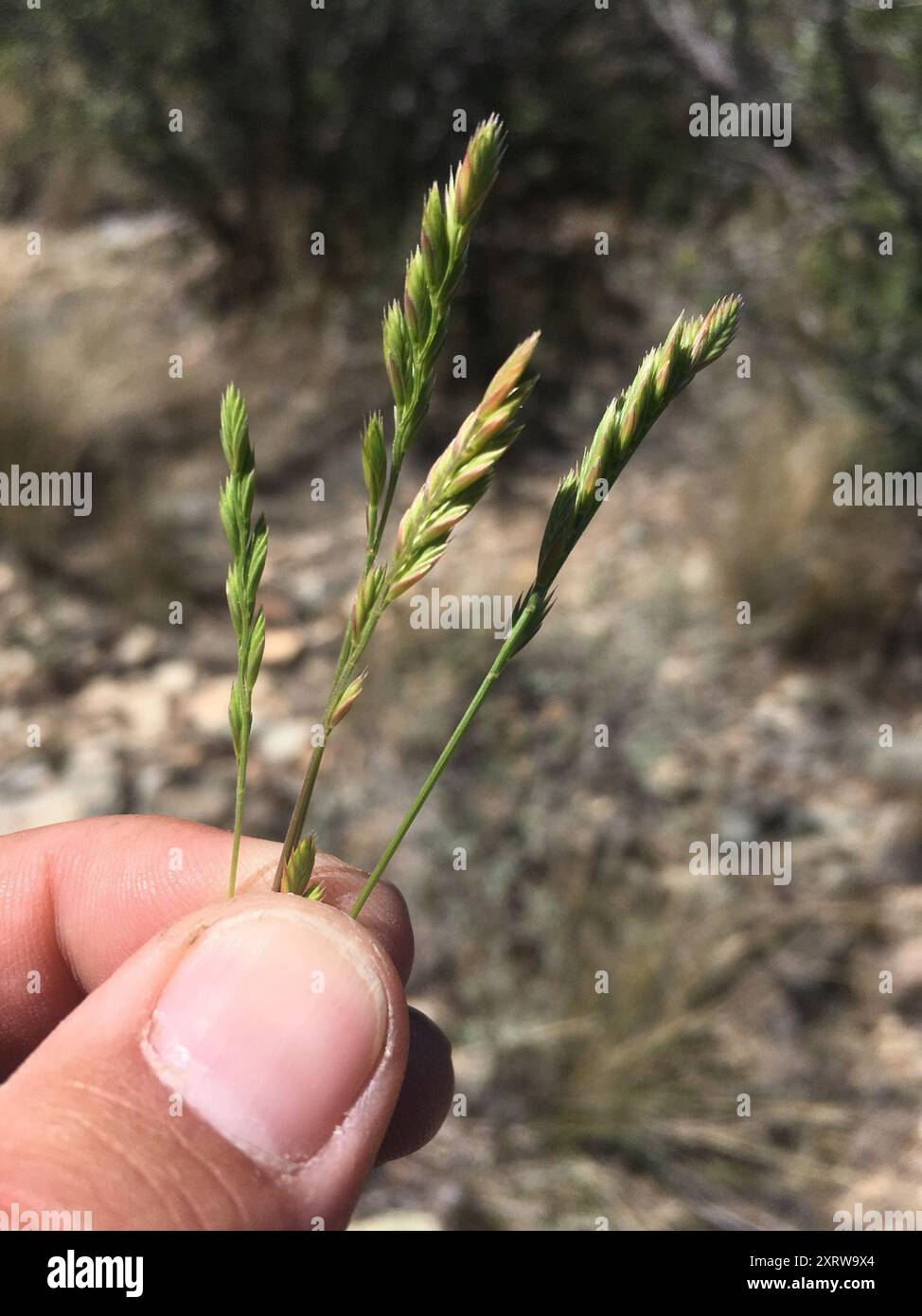 Sixweeks Fescue (Vulpia octoflora) Plantae Stock Photo - Alamy