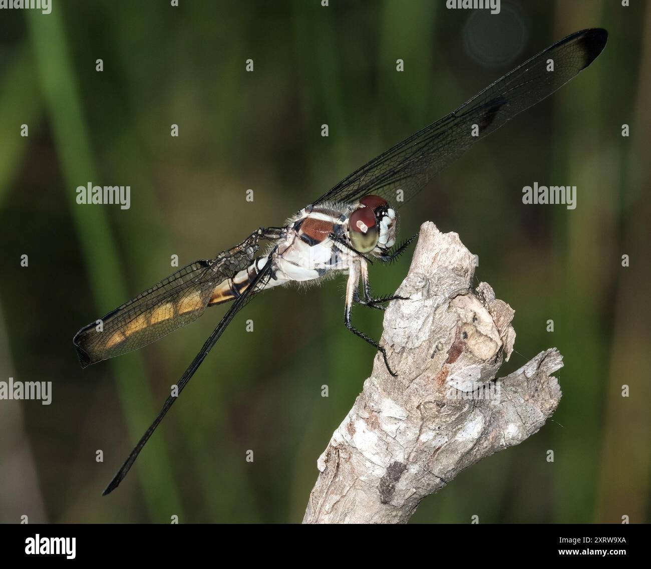 Great Blue Skimmer (Libellula vibrans) Insecta Stock Photo - Alamy