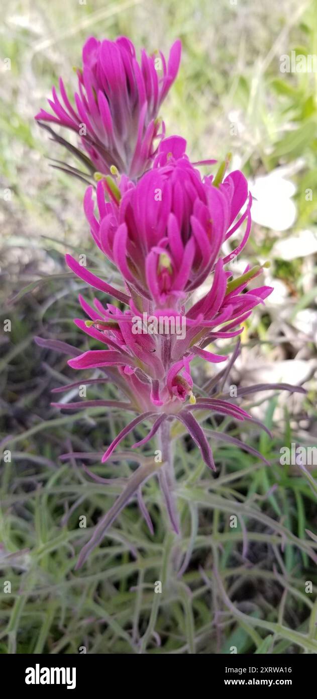 Purple paintbrush (Castilleja purpurea) Plantae Stock Photo - Alamy