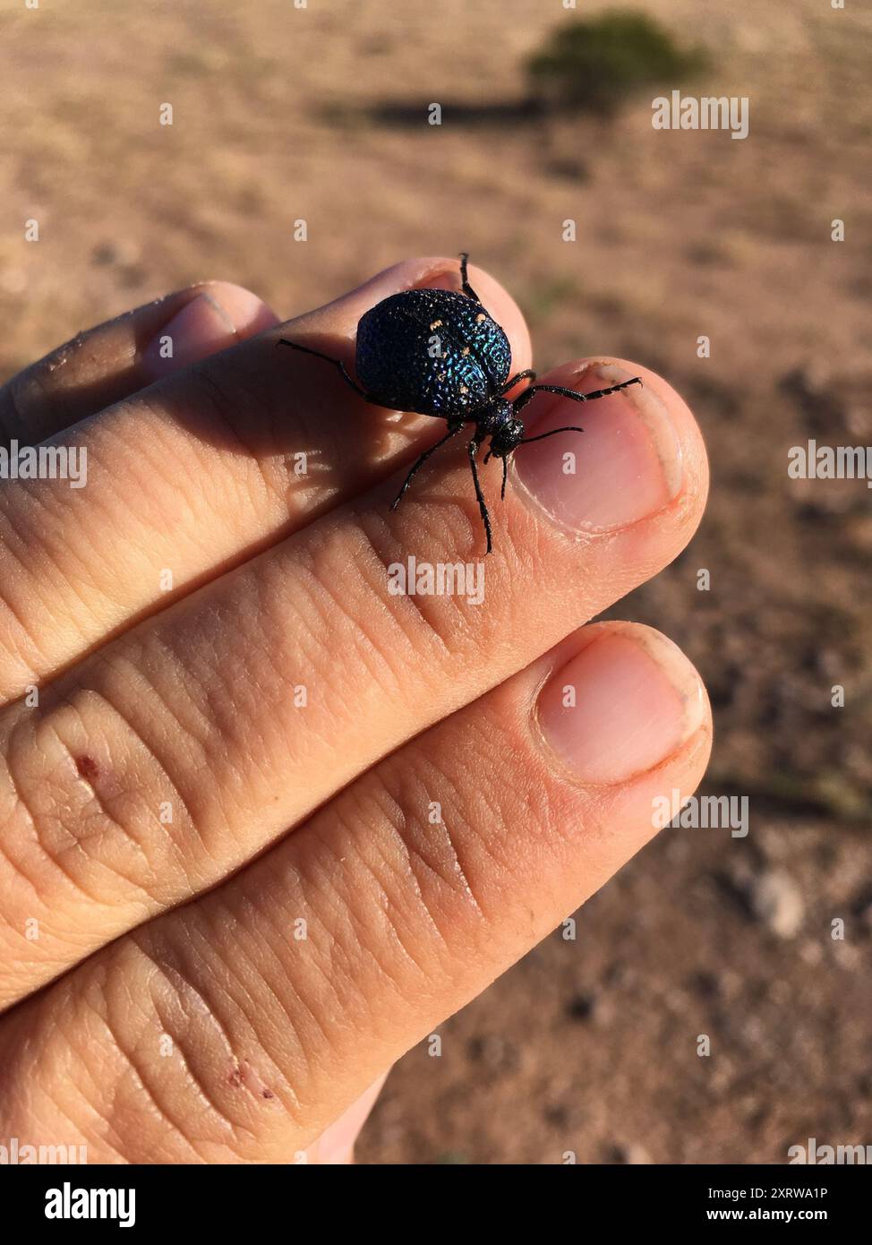 Black Bladder-bodied Meloid (Cysteodemus wislizeni) Insecta Stock Photo ...