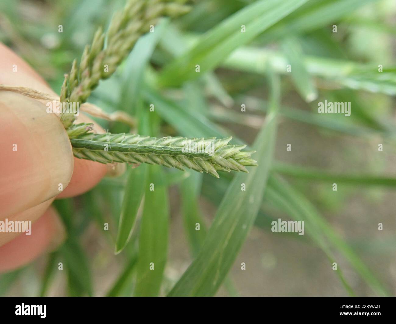 Goose Grass (Eleusine indica) Plantae Stock Photo - Alamy