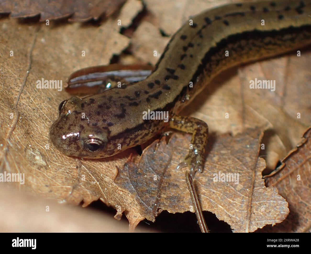 Northern Two-lined Salamander (Eurycea bislineata) Amphibia Stock Photo ...