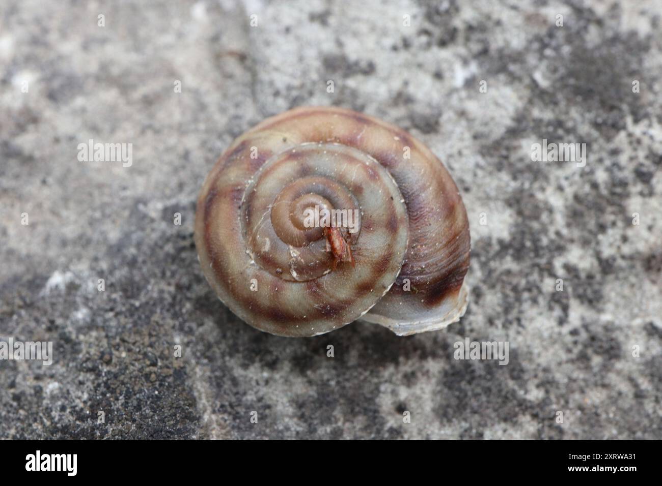 Lapidary Snail (Helicigona lapicida) Mollusca Stock Photo - Alamy