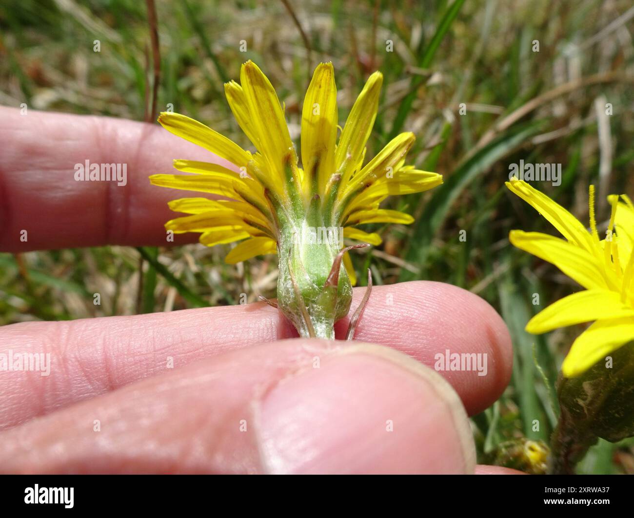 chicories, dandelions, and allies (Cichorioideae) Plantae Stock Photo ...