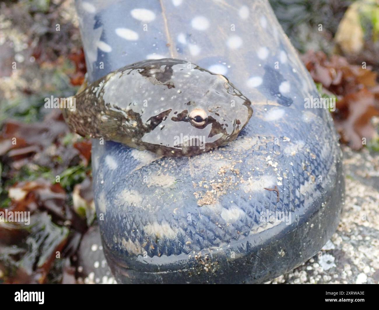 Northern Clingfish (Gobiesox maeandricus) Actinopterygii Stock Photo ...
