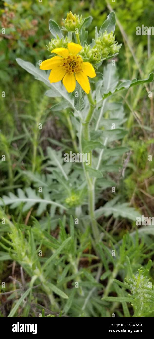 Engelmann daisy (Engelmannia peristenia) Plantae Stock Photo - Alamy