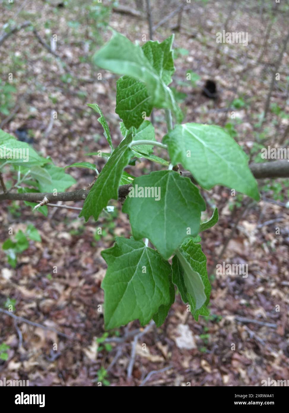 bigtooth aspen (Populus grandidentata) Plantae Stock Photo - Alamy