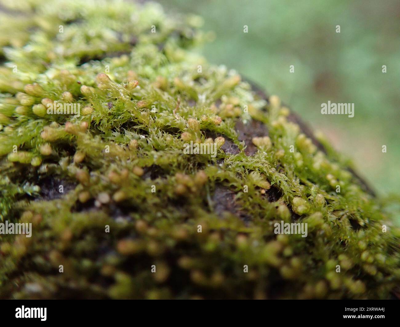 Tree Fringewort (Ptilidium pulcherrimum) Plantae Stock Photo - Alamy