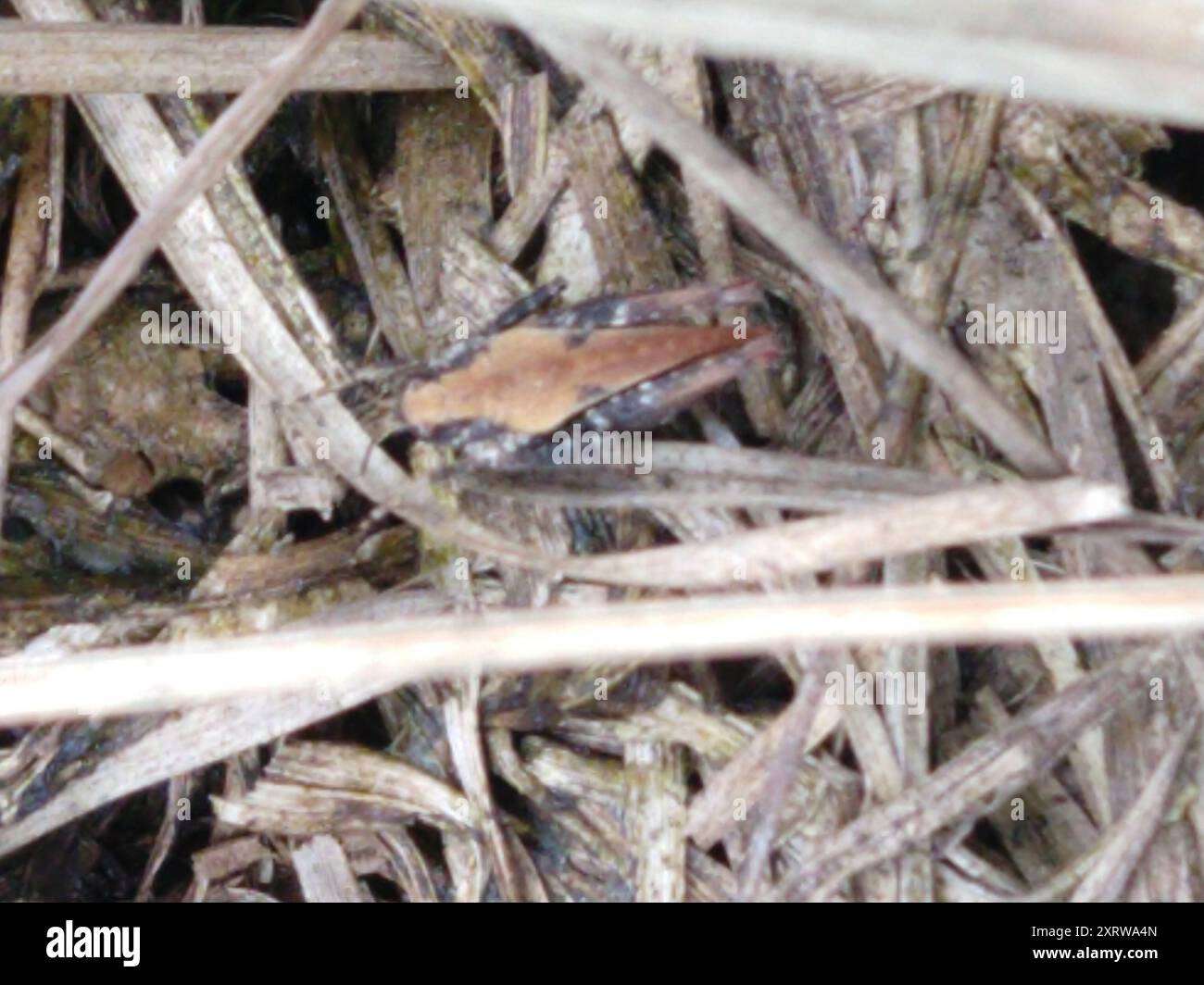Common Groundhopper (Tetrix undulata) Insecta Stock Photo - Alamy