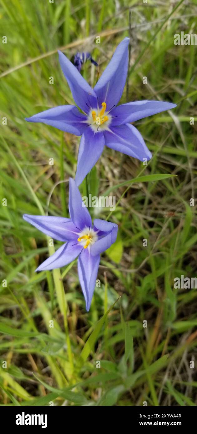 Prairie Pleatleaf (Nemastylis geminiflora) Plantae Stock Photo - Alamy