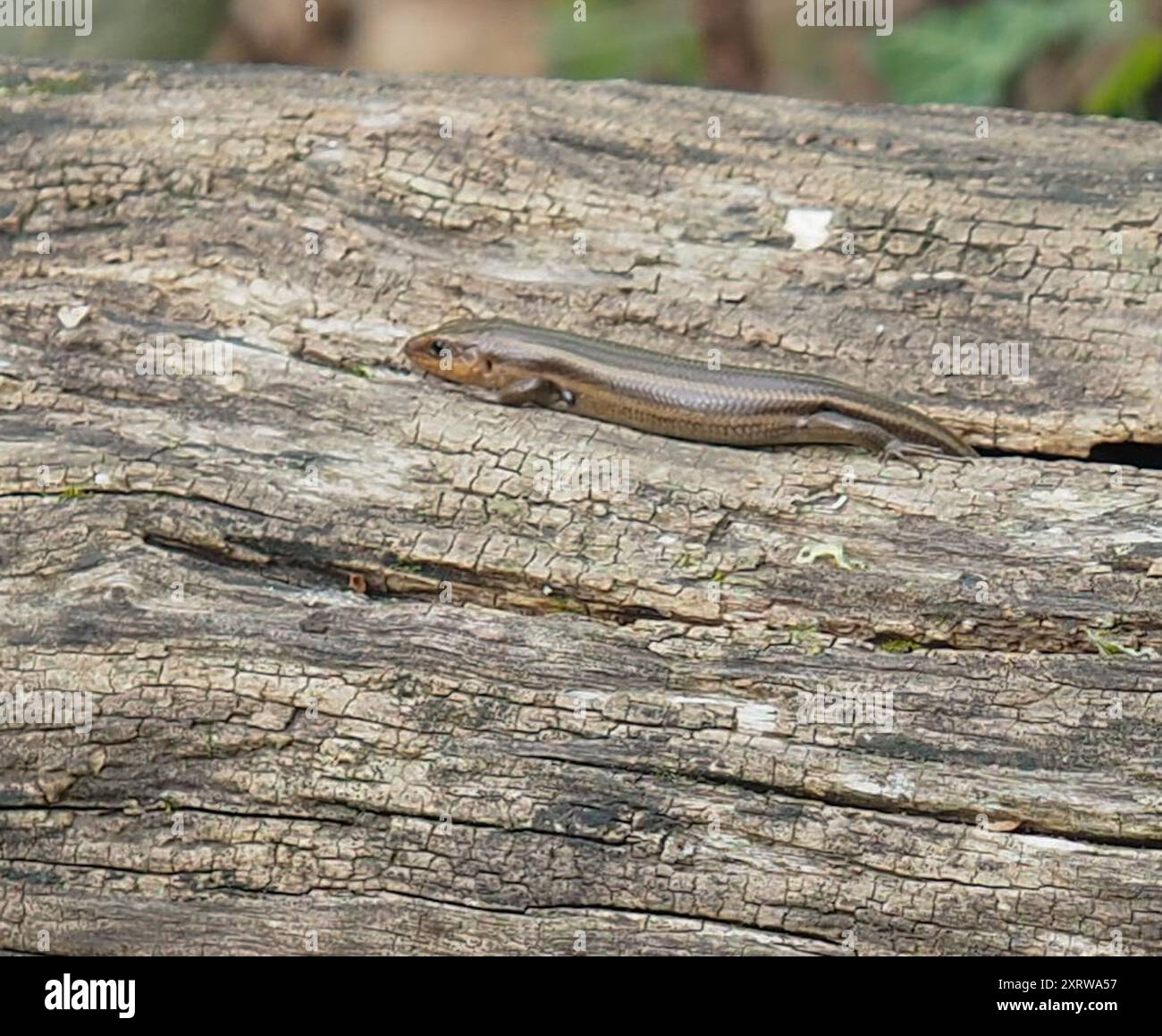 Common Five-lined Skink (Plestiodon fasciatus) Reptilia Stock Photo - Alamy