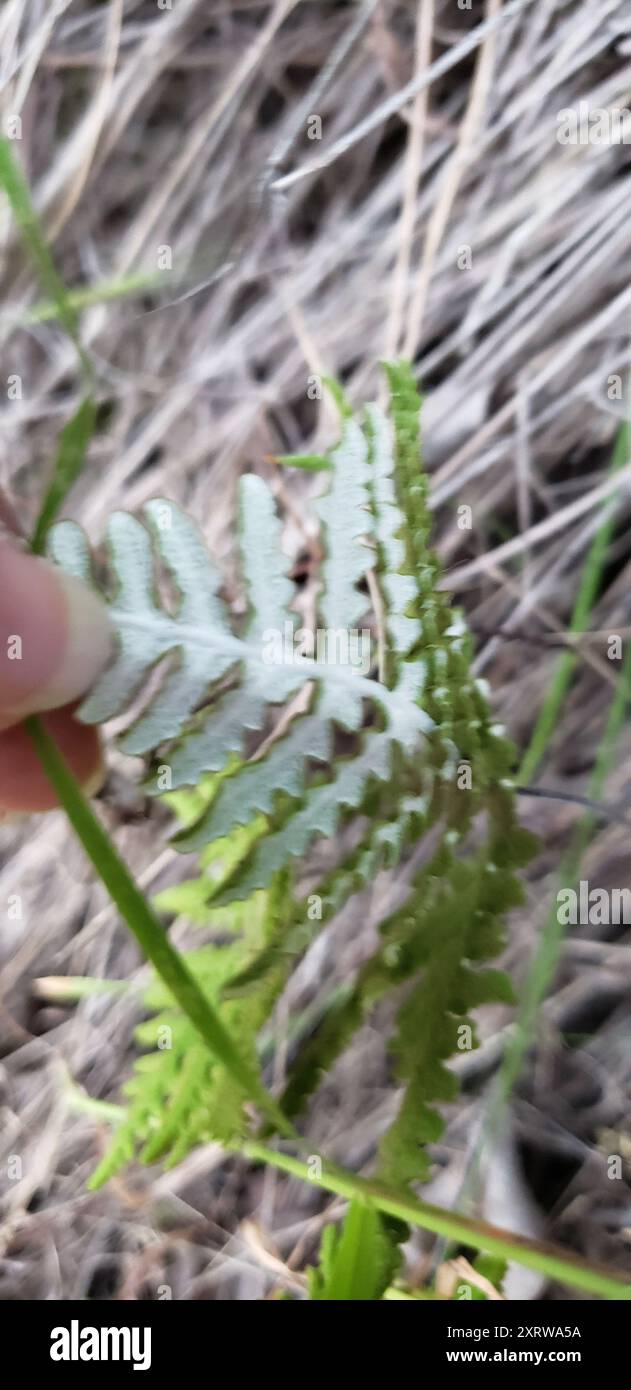 San Diego Silverback Fern (Pentagramma glanduloviscida) Plantae Stock ...