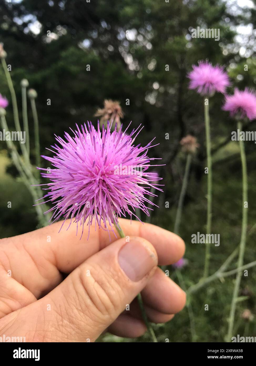 Texas Thistle (Cirsium texanum) Plantae Stock Photo - Alamy