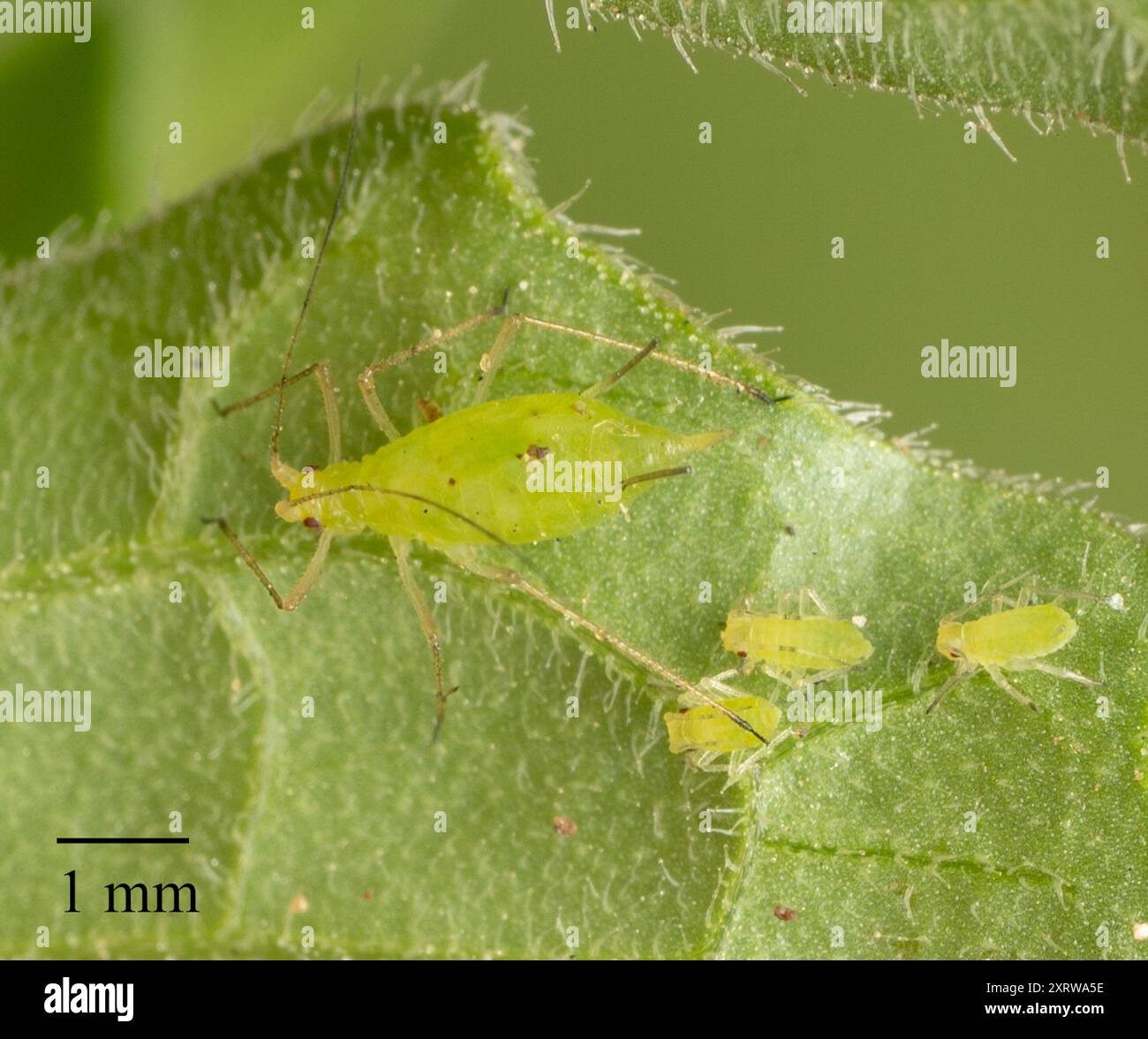 Aphids (Aphididae) Insecta Stock Photo - Alamy
