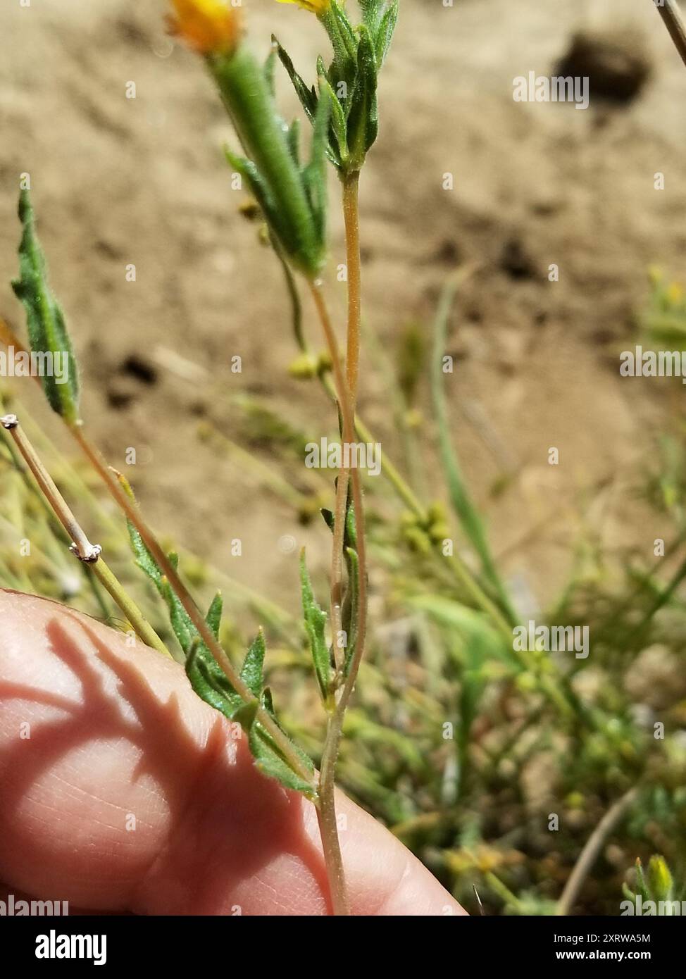 Whitestem Blazingstar (Mentzelia albicaulis) Plantae Stock Photo - Alamy