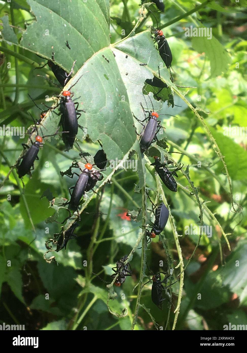 (Epicauta tibialis) Insecta Stock Photo - Alamy